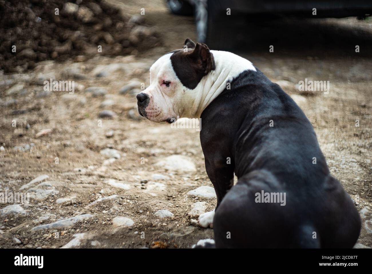 Cute little pitbull puppy playing outdoor Stock Photo - Alamy