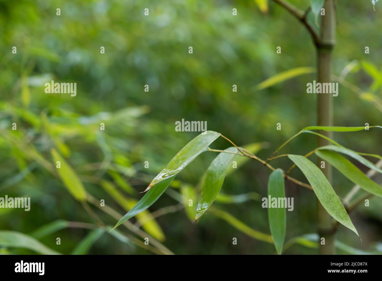 Golden bamboo (Phyllostachys aurea) fresh green leaves detail Stock ...