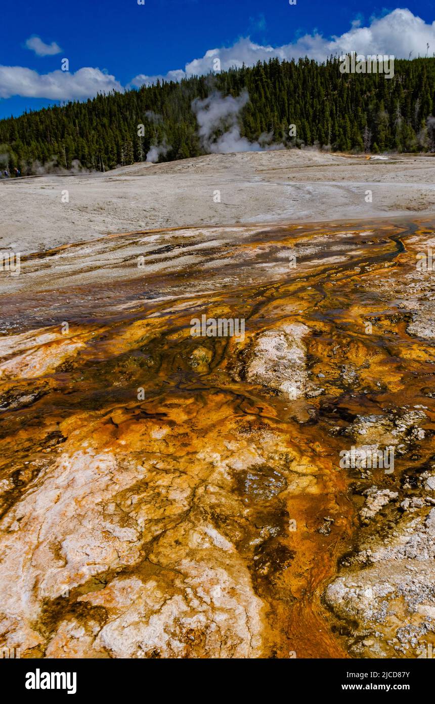 Algae-bacterial mats. Hot thermal spring, hot pool in the Yellowstone ...