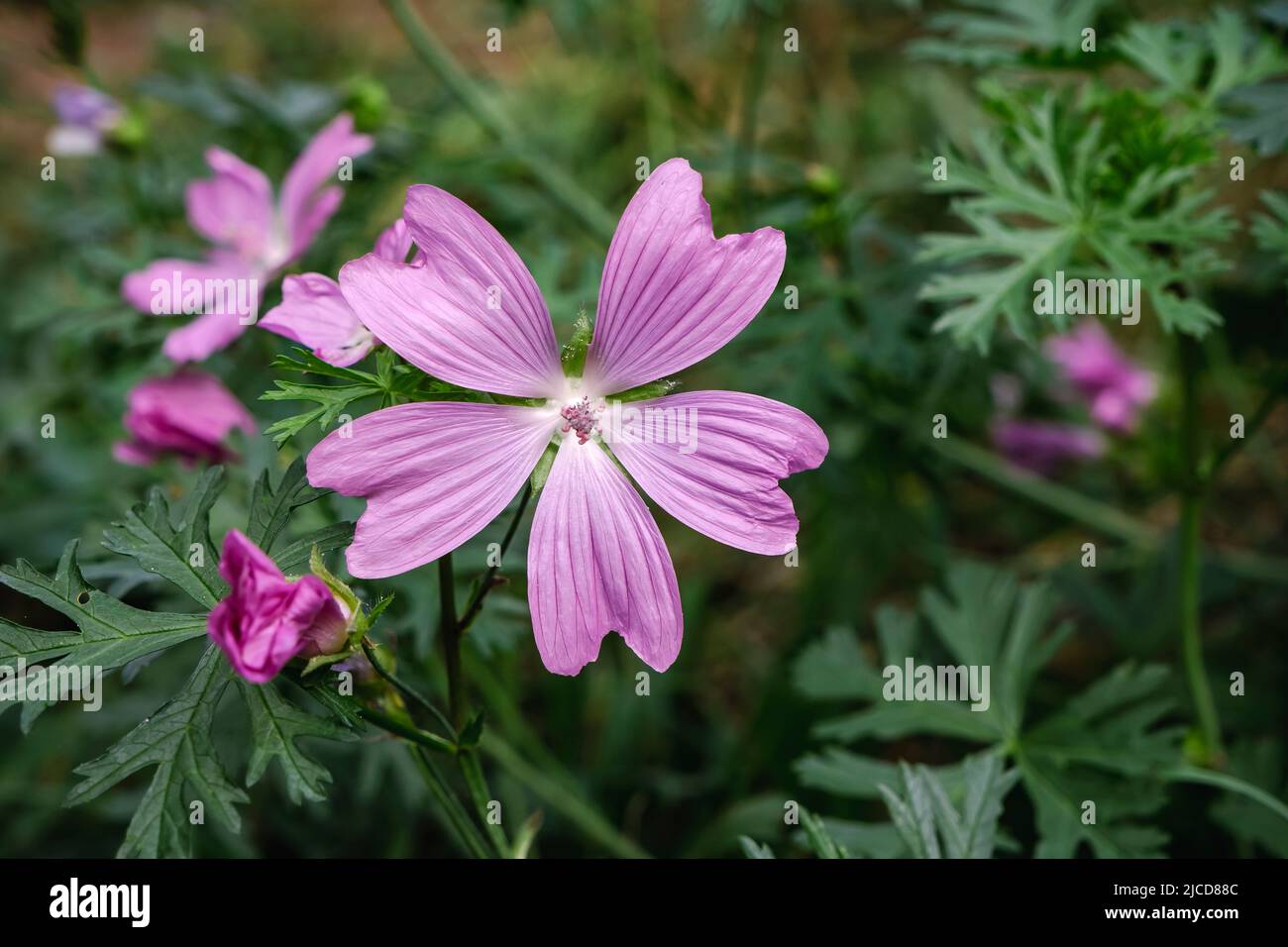 Malva moschata musk-mallow pink flowers Stock Photo - Alamy