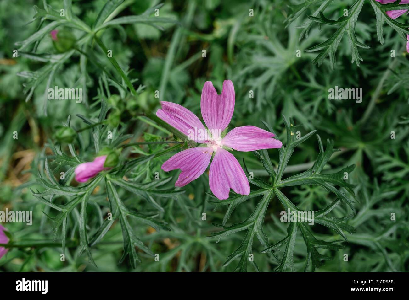Musky pink hi-res stock photography and images - Alamy