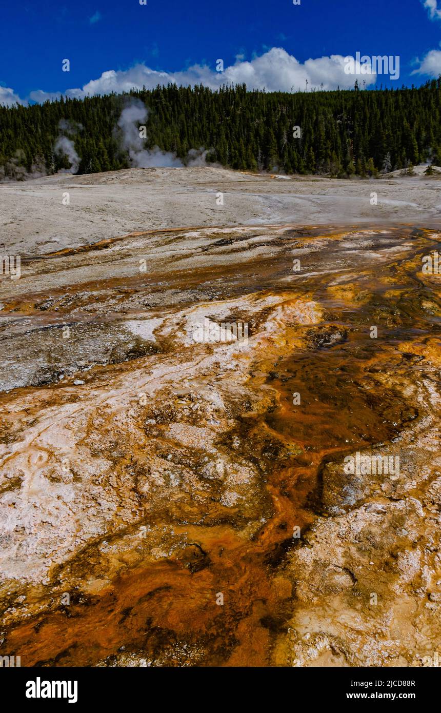 Algae-bacterial mats. Hot thermal spring, hot pool in the Yellowstone ...