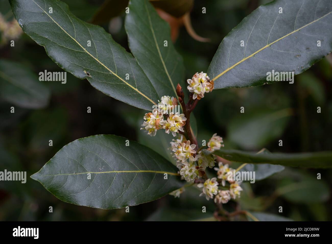 Bay laurel (Laurus nobilis) springtime flowers blooming Stock Photo - Alamy