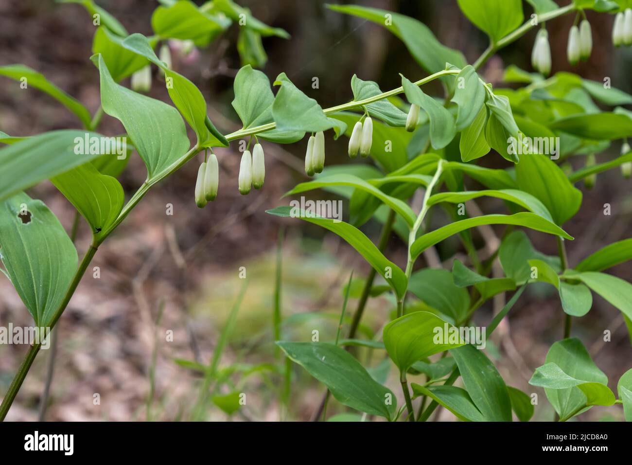 Angular Solomon's seal (Polygonatum odoratum) woth fresh green leaves ...