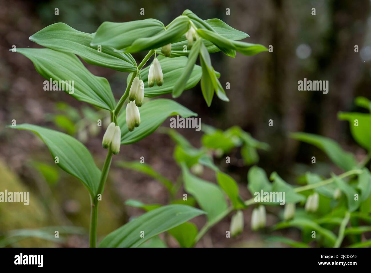 Angular Solomon's seal (Polygonatum odoratum) blooming white hanging ...