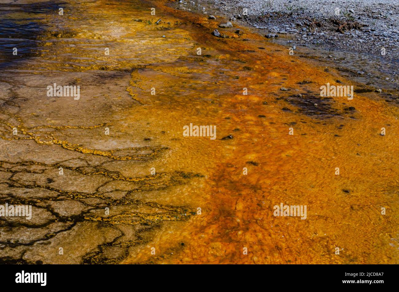 Algae-bacterial mats. Hot thermal spring, hot pool in the Yellowstone ...