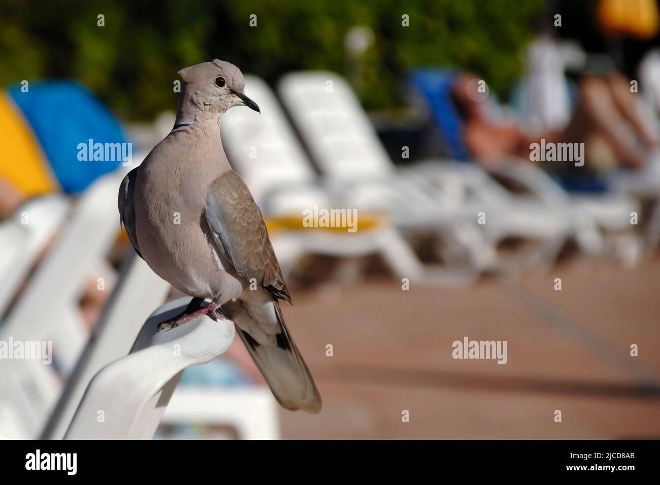 Pigeon swimming pool bird hi-res stock photography and images - Alamy
