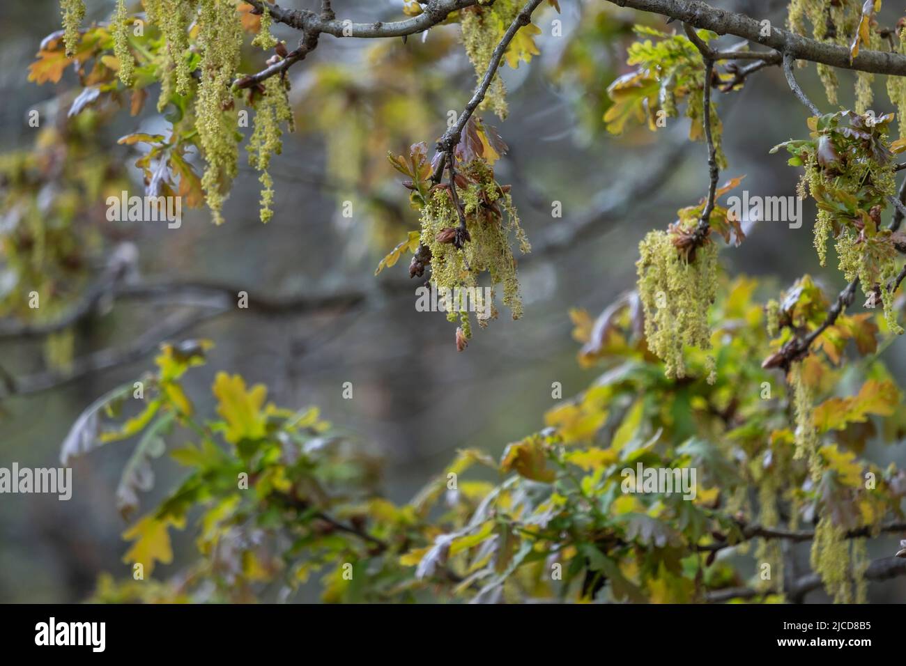 Sessile oak (Quercus petraea) new springtime foliage and male catkins ...
