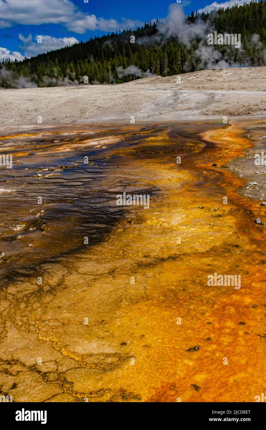 Algae-bacterial mats. Hot thermal spring, hot pool in the Yellowstone ...
