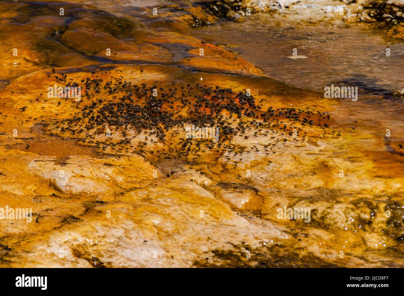 Flies and Algae-bacterial mats. Hot thermal spring, hot pool in the ...