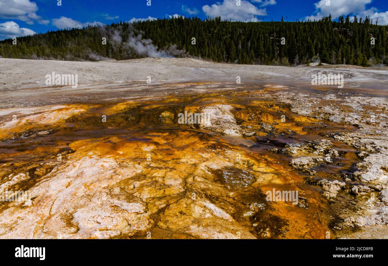 Flies and Algae-bacterial mats. Hot thermal spring, hot pool in the ...