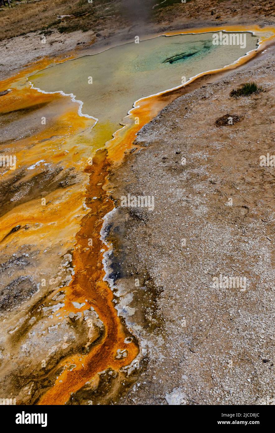 Algae-bacterial mats. Hot thermal spring, hot pool in the Yellowstone ...