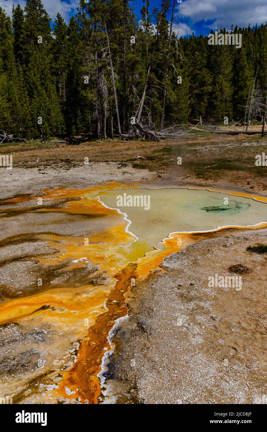 Algae-bacterial mats. Hot thermal spring, hot pool in the Yellowstone ...