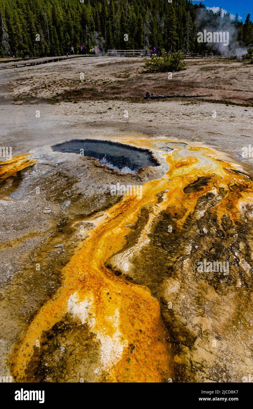 Algae-bacterial mats. Hot thermal spring, hot pool in the Yellowstone ...