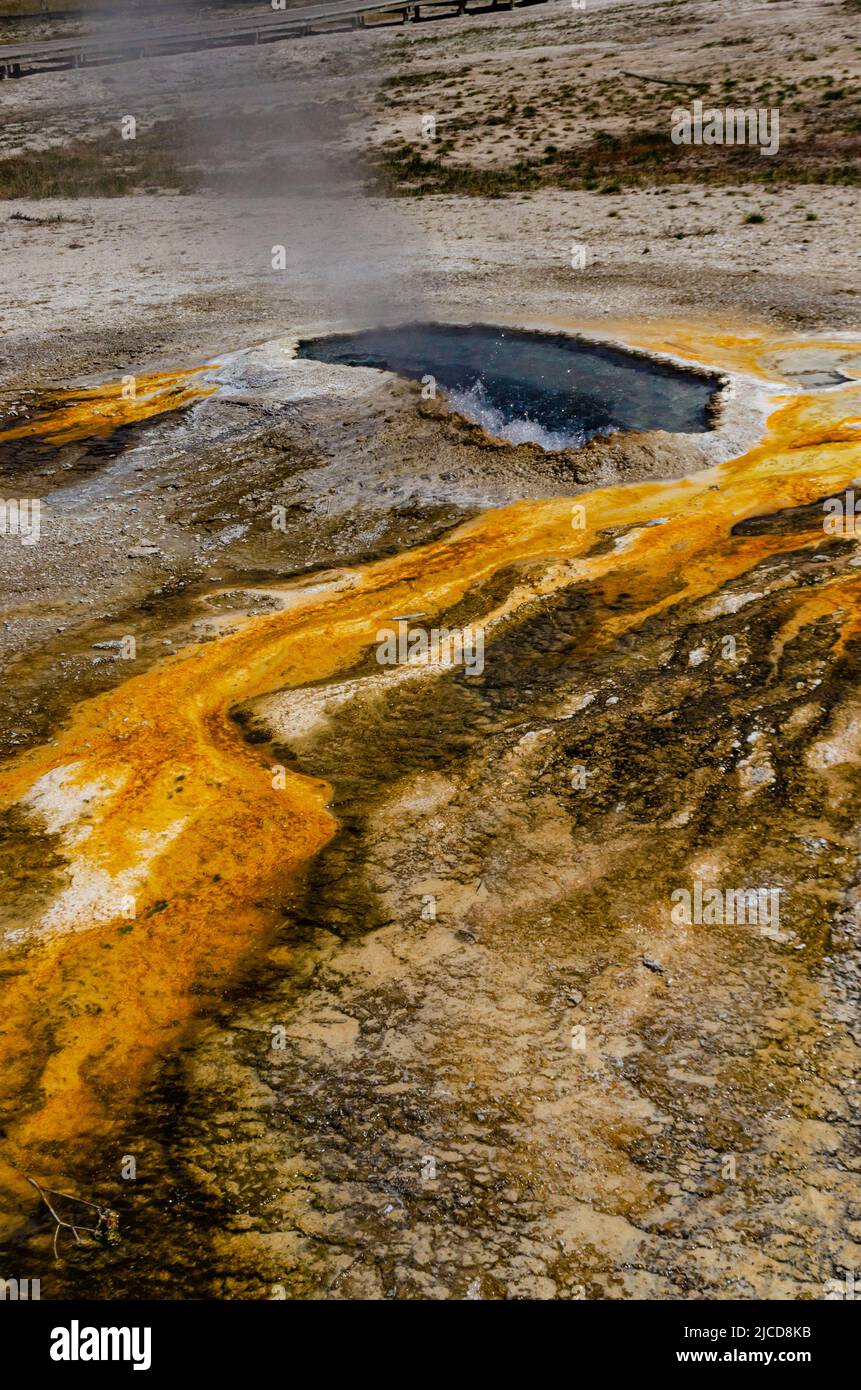 Algae-bacterial mats. Hot thermal spring, hot pool in the Yellowstone ...