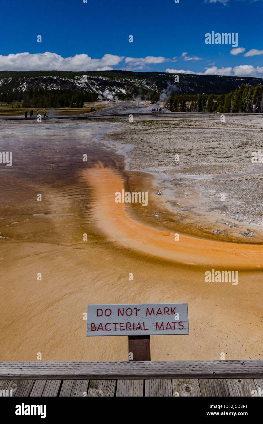 Algae-bacterial mats. Hot thermal spring, hot pool in the Yellowstone ...
