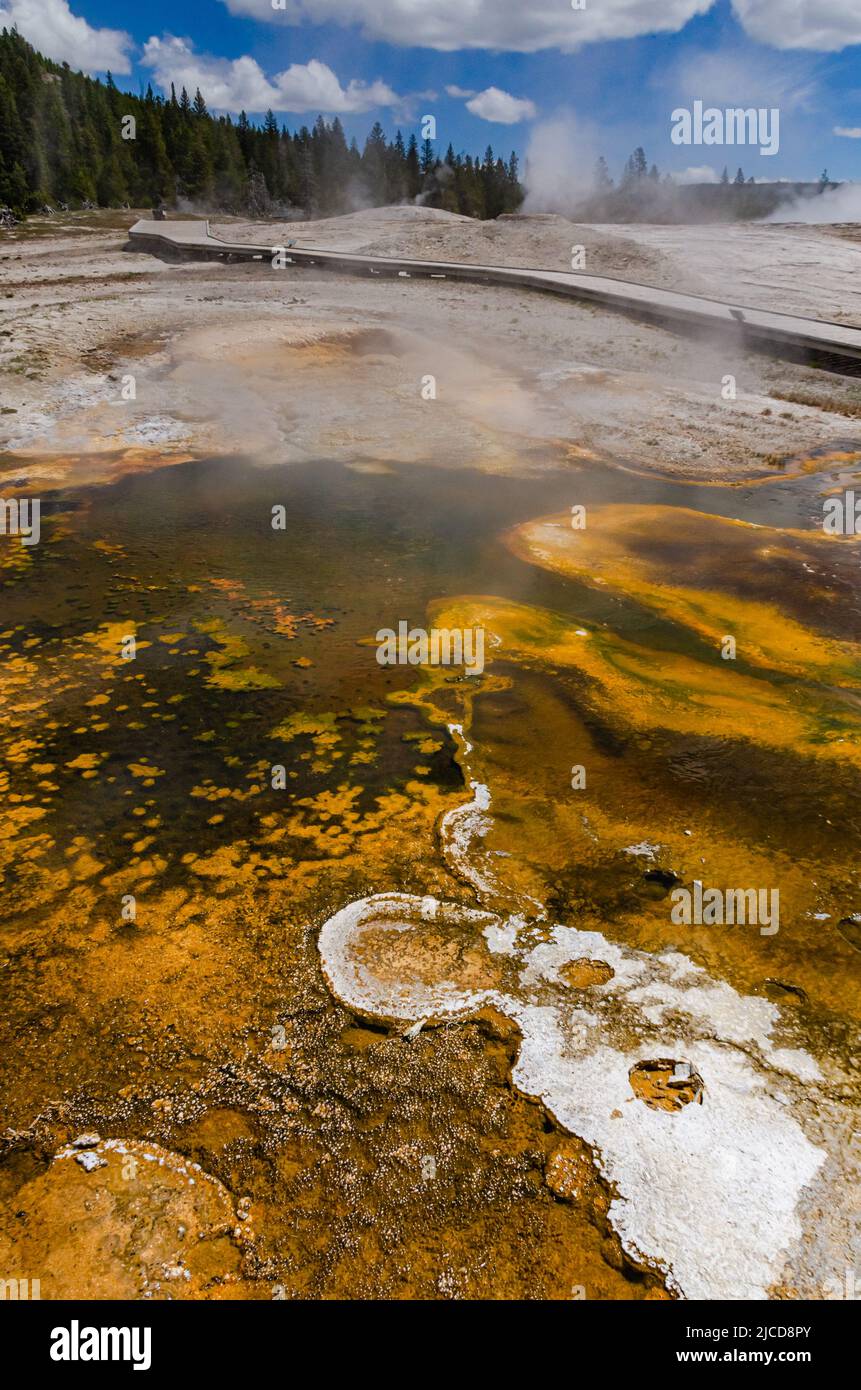 Algae-bacterial mats. Hot thermal spring, hot pool in the Yellowstone ...