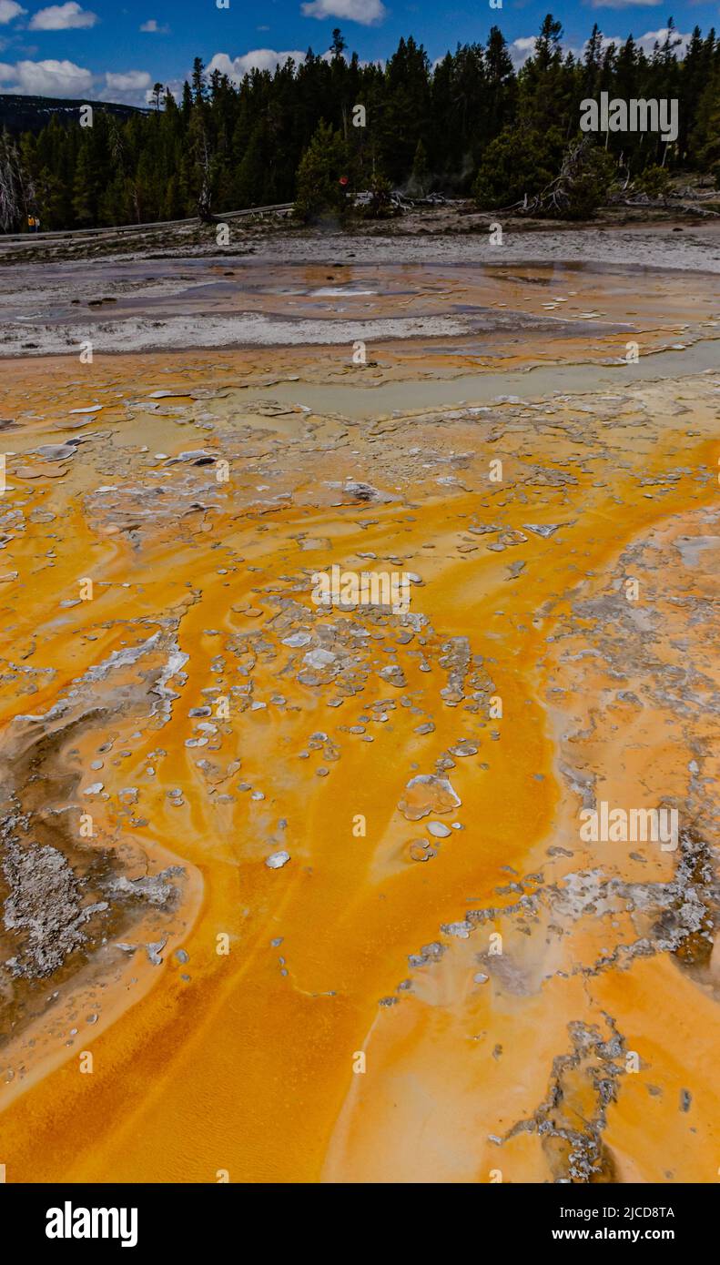 Algae-bacterial mats. Hot thermal spring, hot pool in the Yellowstone ...