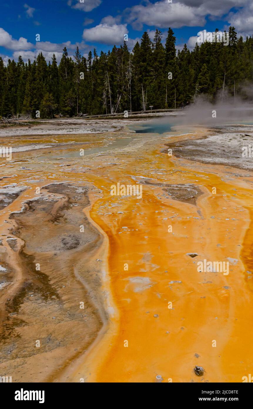 Algae-bacterial mats. Hot thermal spring, hot pool in the Yellowstone ...