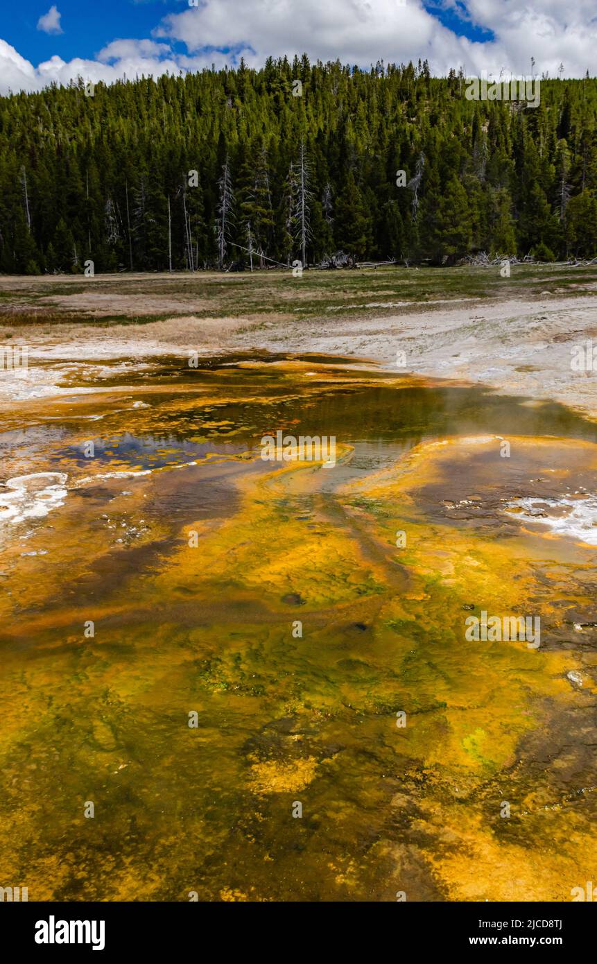 Algae-bacterial mats. Hot thermal spring, hot pool in the Yellowstone ...
