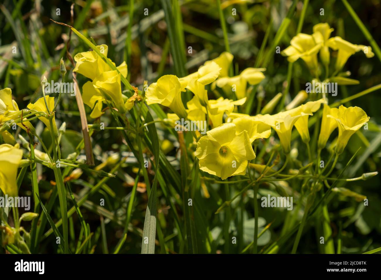 Sourgrass (Oxalis pes-caprae) yellow flowers blooming Stock Photo - Alamy
