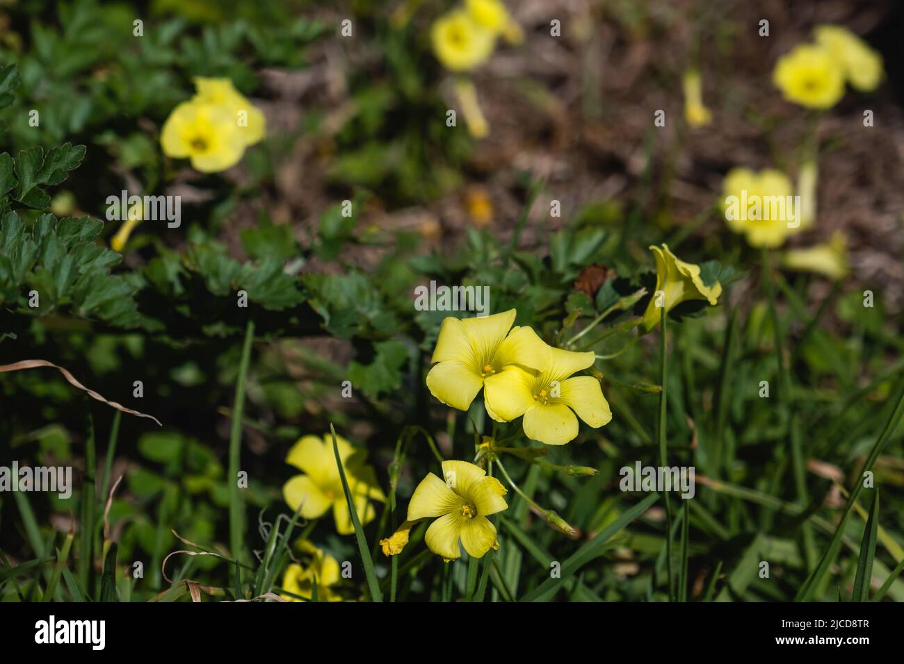 Sourgrass (Oxalis pes-caprae) yellow flowers blooming Stock Photo - Alamy