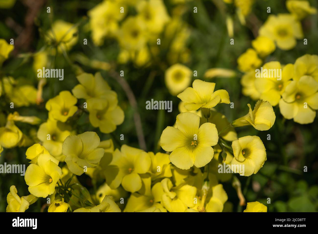Sour weed hi-res stock photography and images - Alamy