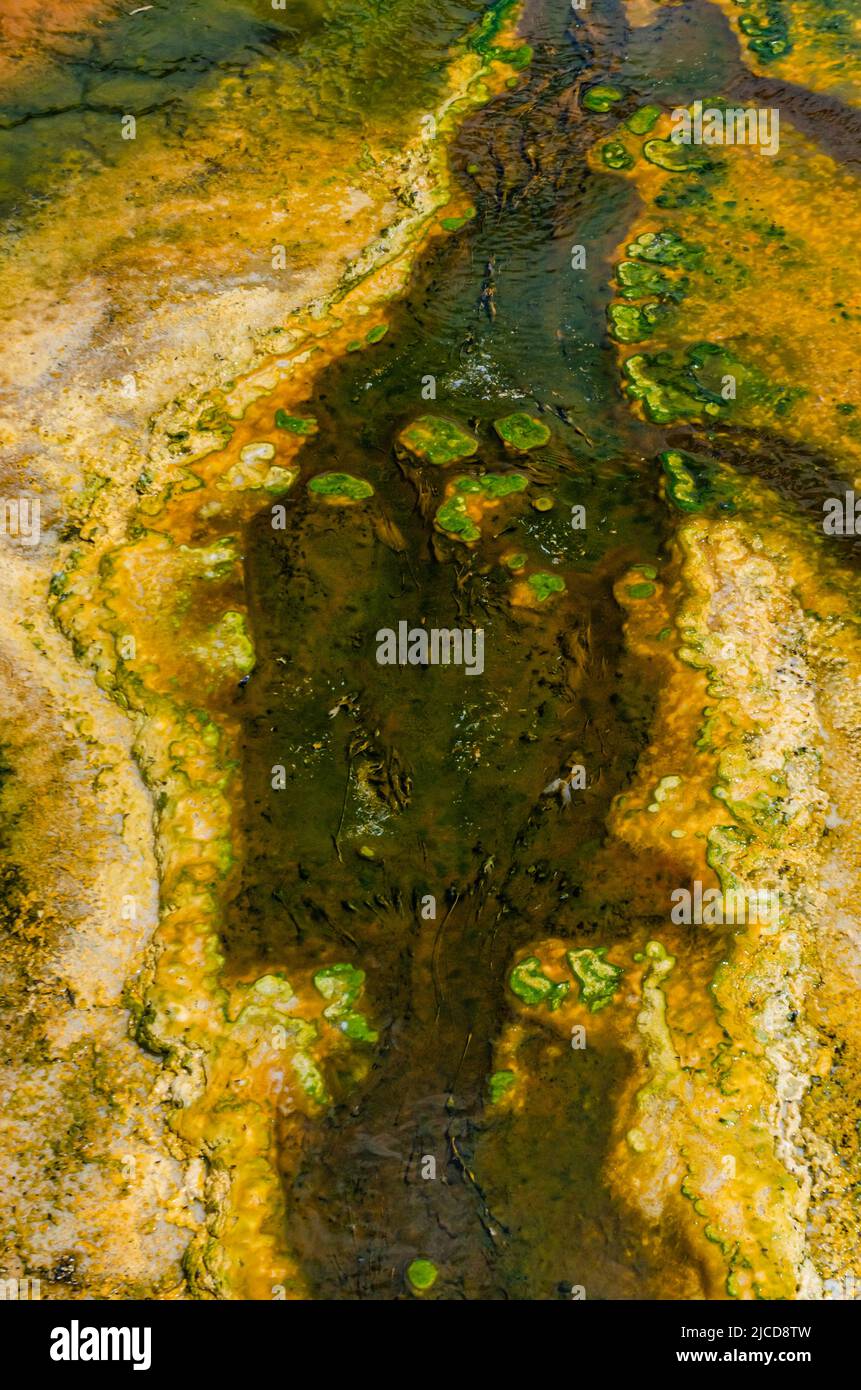 Algae-bacterial mats. Hot thermal spring, hot pool in the Yellowstone ...