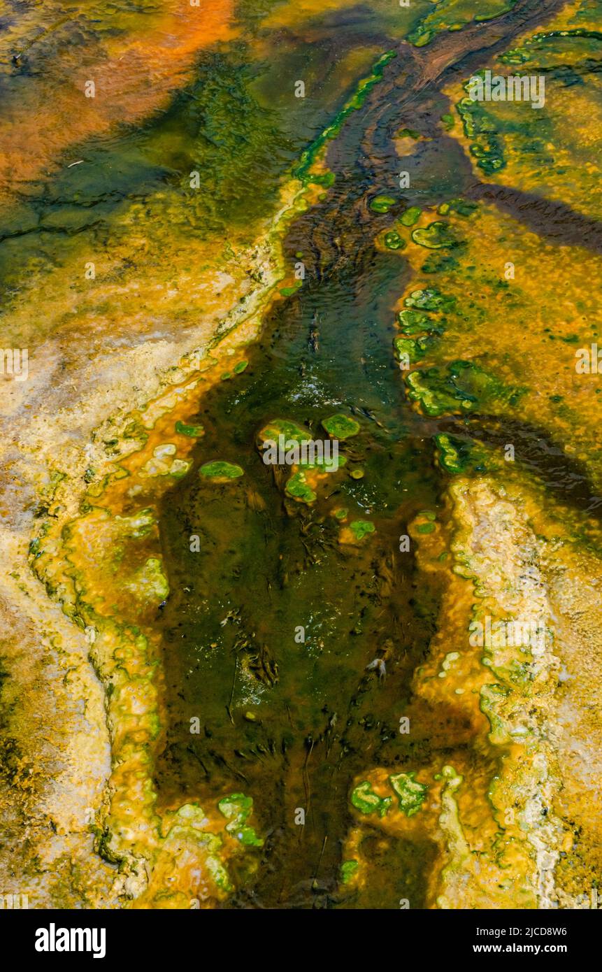 Algae-bacterial mats. Hot thermal spring, hot pool in the Yellowstone ...