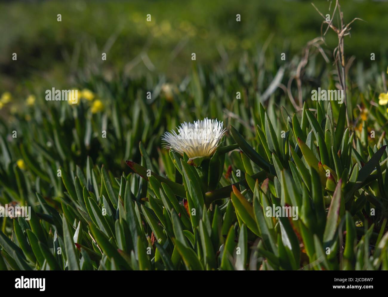 Carpobrotus edulis hi-res stock photography and images - Alamy