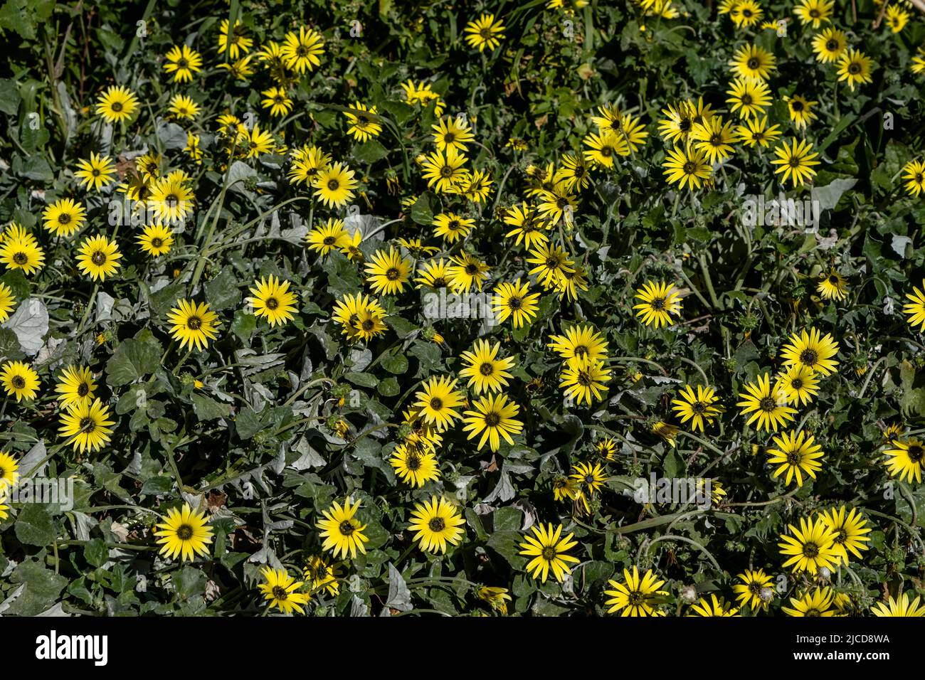 South african dandelion cape weed hi-res stock photography and images ...