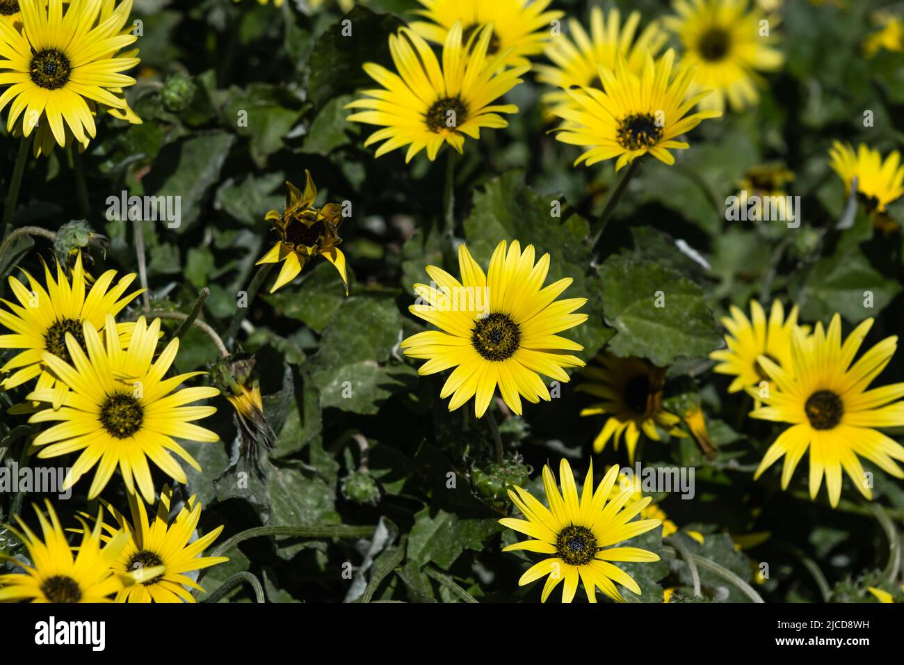 South african dandelion cape weed hi-res stock photography and images ...