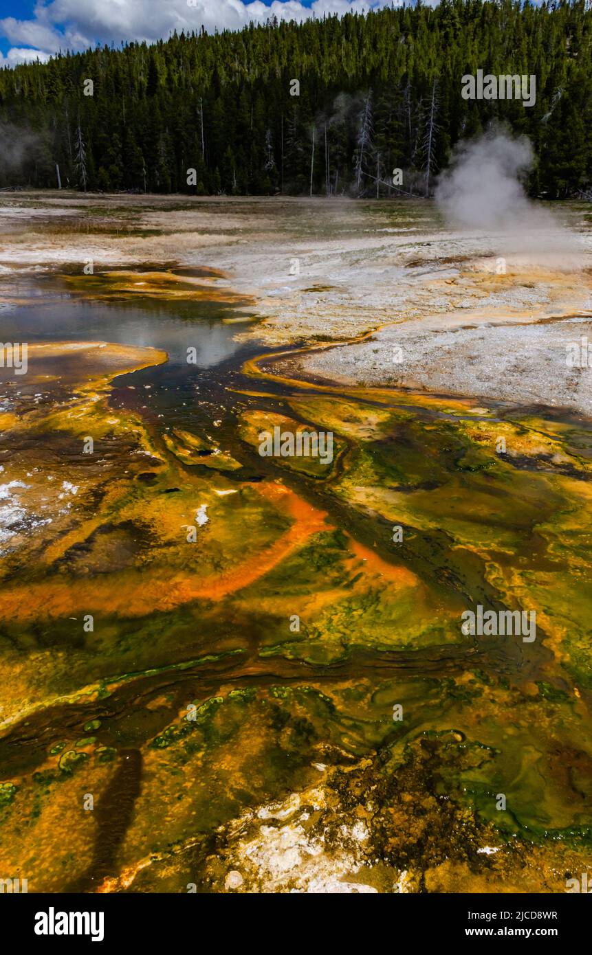 Algae-bacterial mats. Hot thermal spring, hot pool in the Yellowstone ...