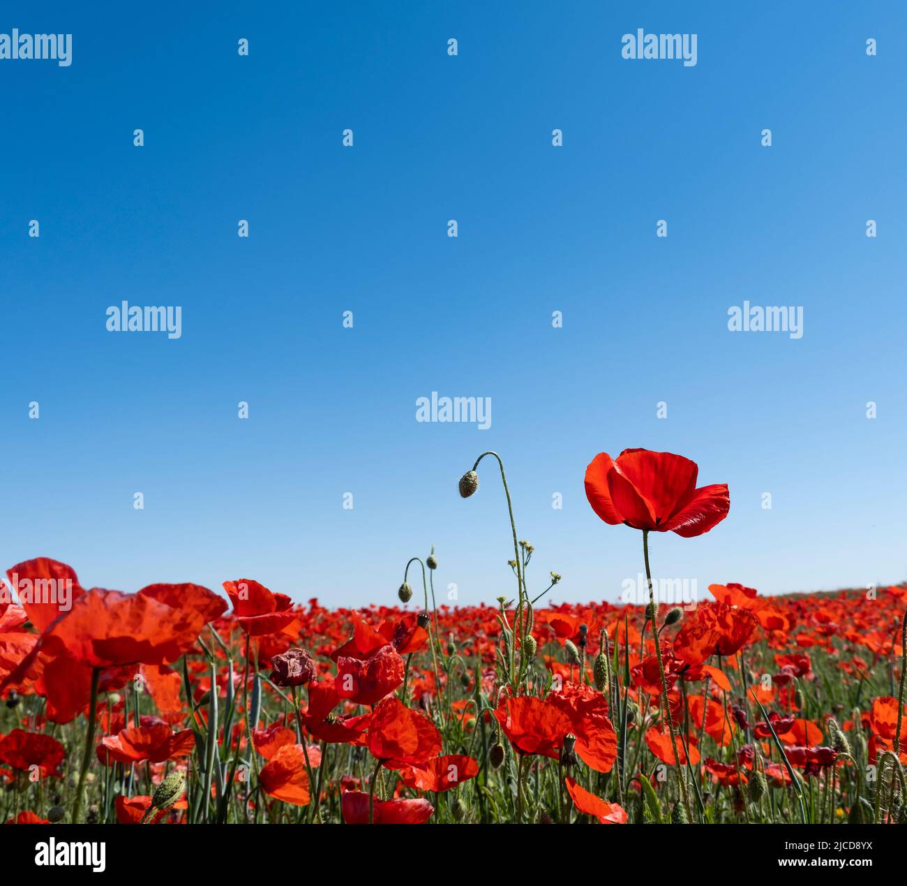 Red poppy (Papaver rhoeas) wild flowers blooming in the springtime ...