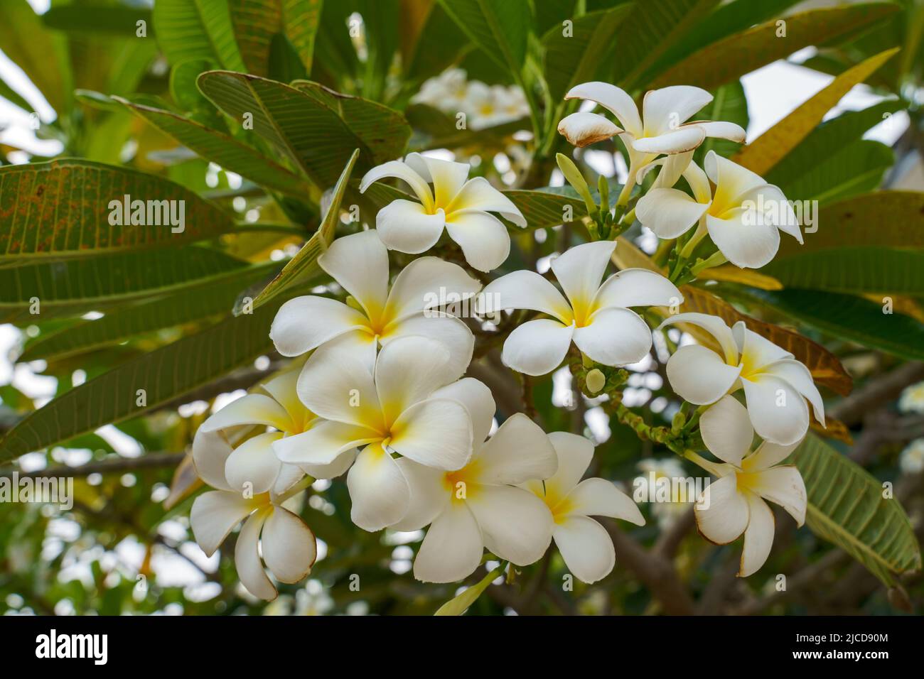 Alternating leaves hi-res stock photography and images - Alamy