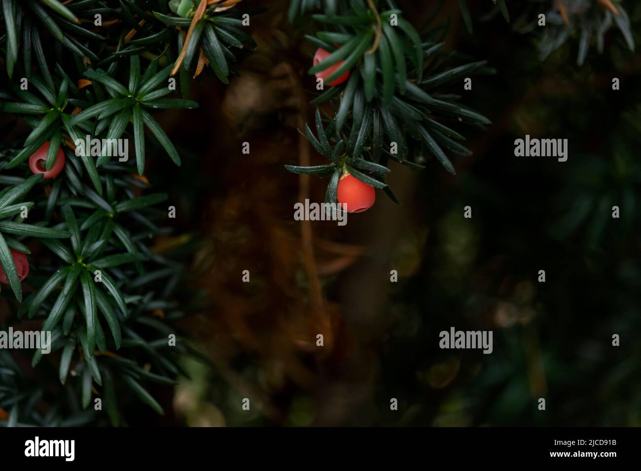 Taxus Baccata or European yew dark green foliage and bright red seed ...