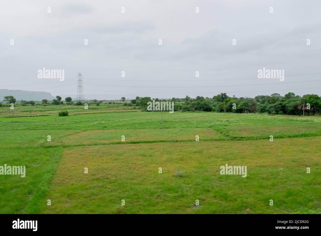 Green grass on paddy field. beautiful green scenery Stock Photo - Alamy