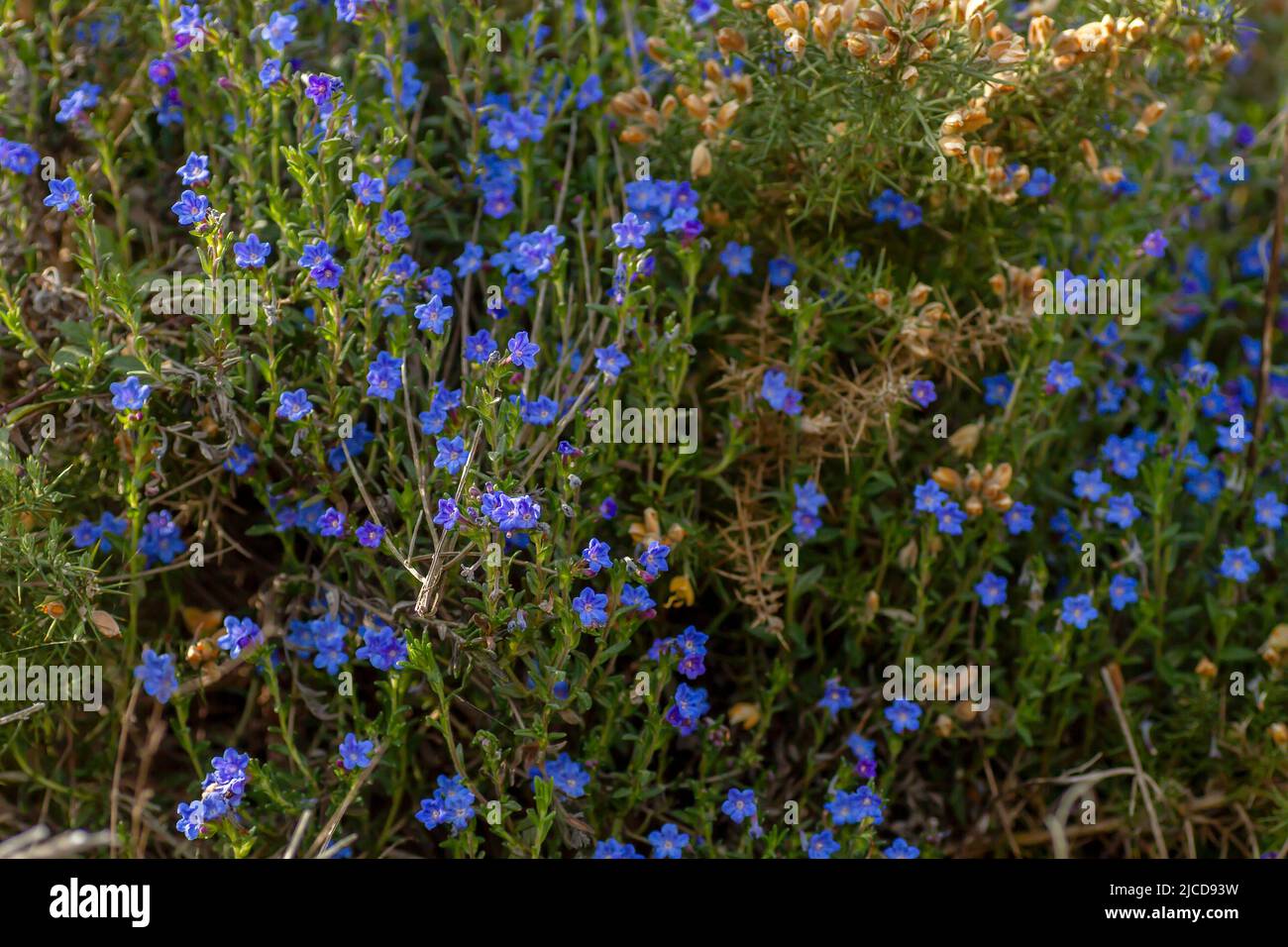 Creeping gromwell (Glandora prostrata) blue-purplish flower Stock Photo ...