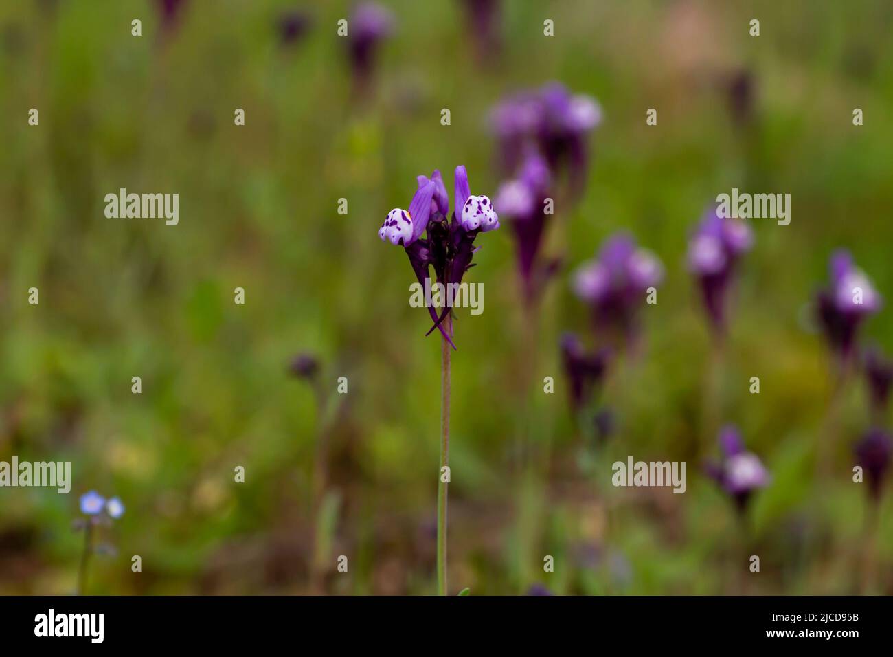 Purple linaria hi-res stock photography and images - Alamy