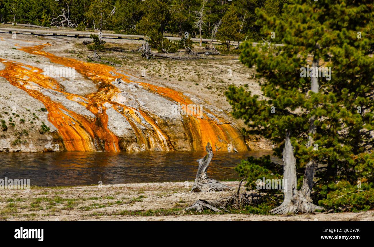 Algae-bacterial mats. Hot thermal spring, hot pool in the Yellowstone ...