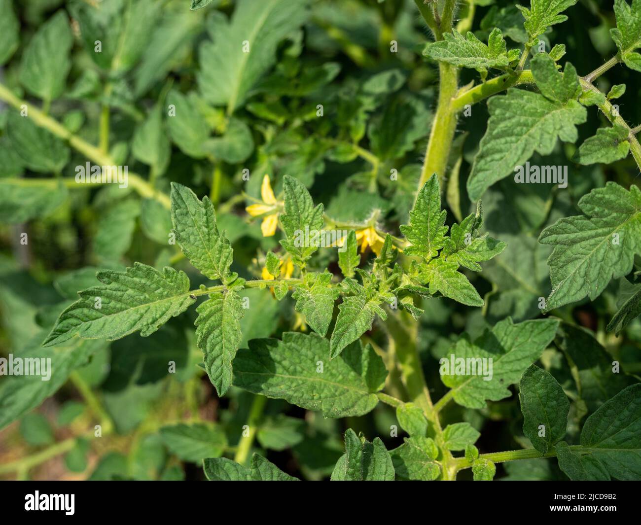Tomato seedling. Flowering tomato bushes close up Stock Photo - Alamy