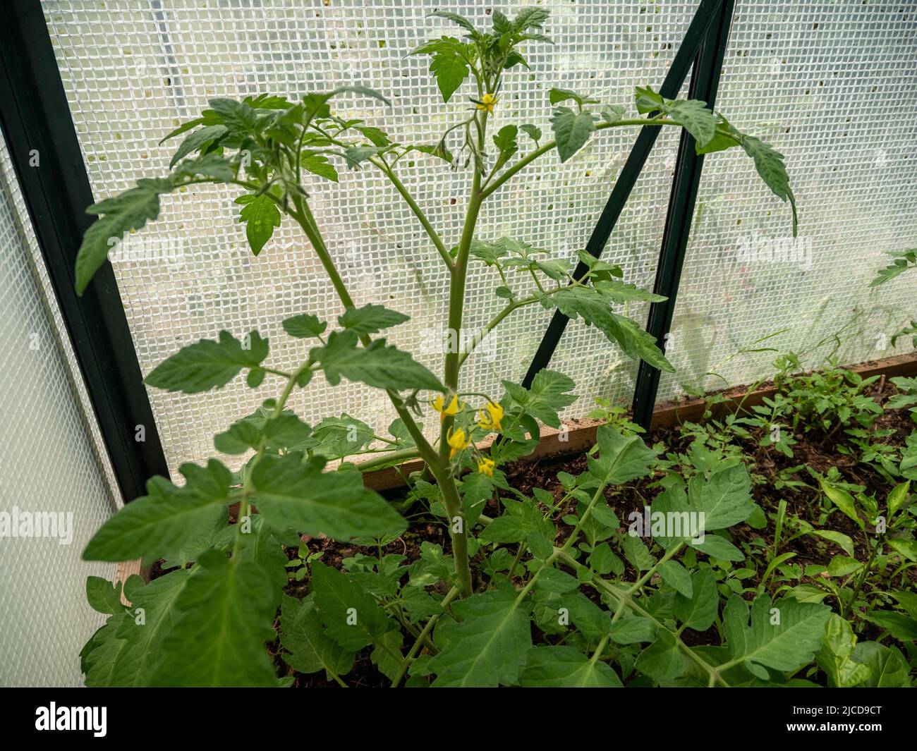 Tomato seedling. Flowering tomato bushes close up Stock Photo - Alamy