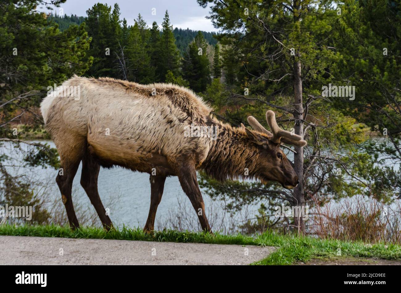 Animals of moose hi-res stock photography and images - Alamy