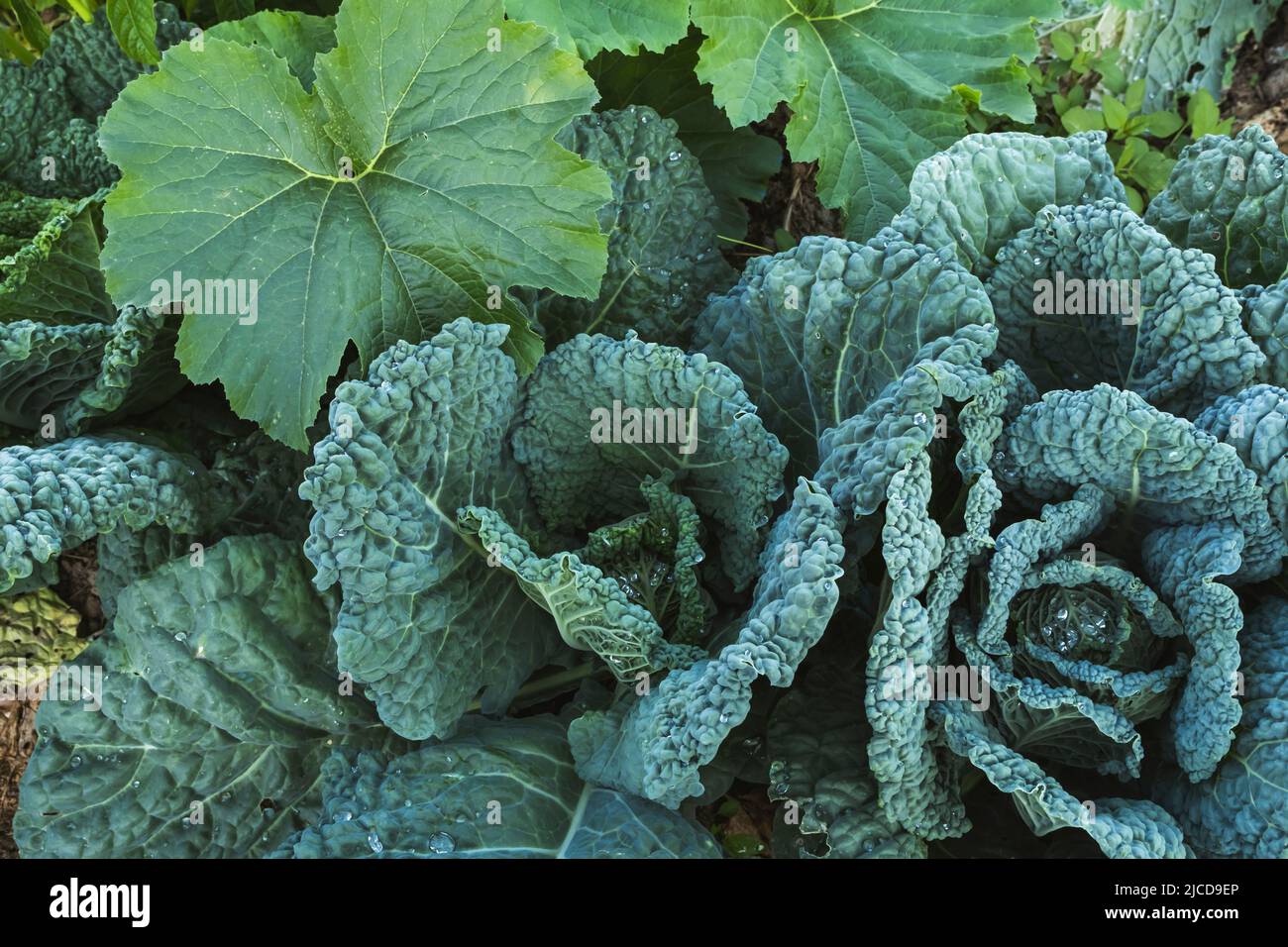 Leaf cabbage or kale plants growing in the vegetable garden Stock Photo ...