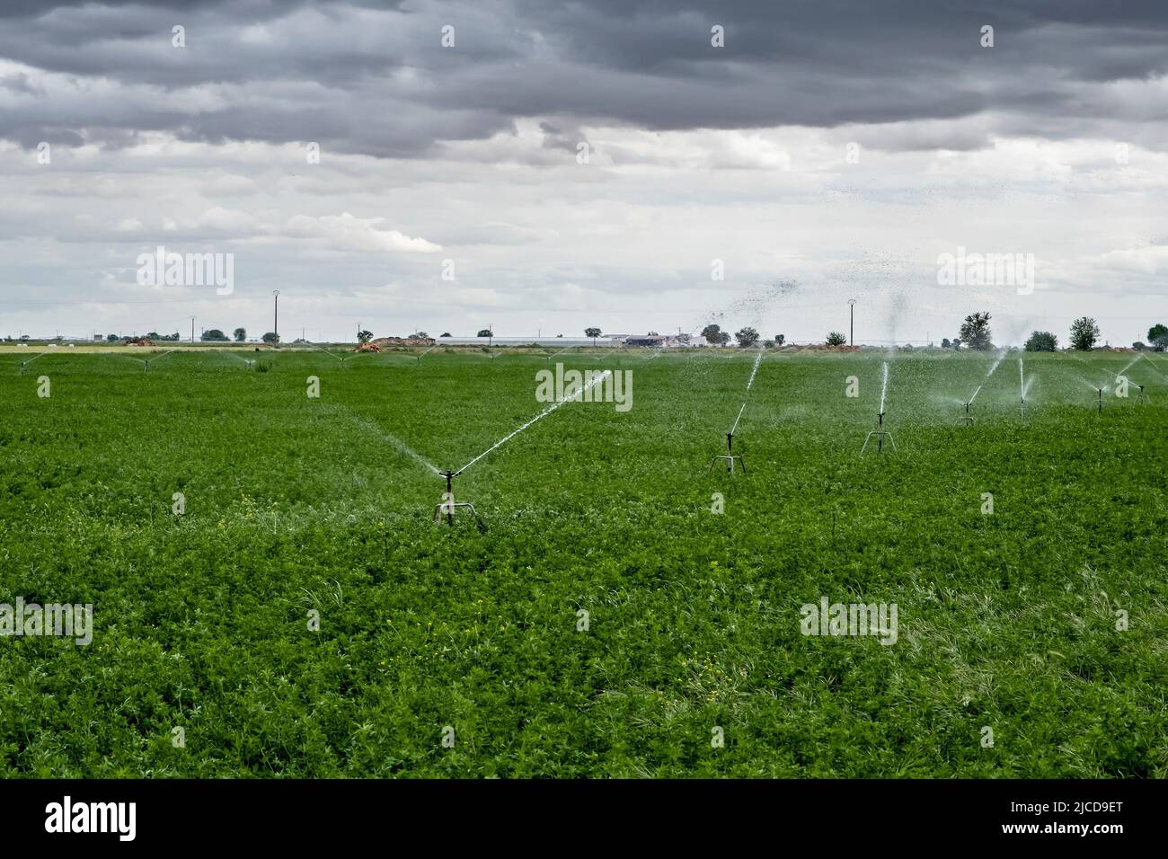 Cultivated field irrigation system with crop sprinklers Stock Photo - Alamy