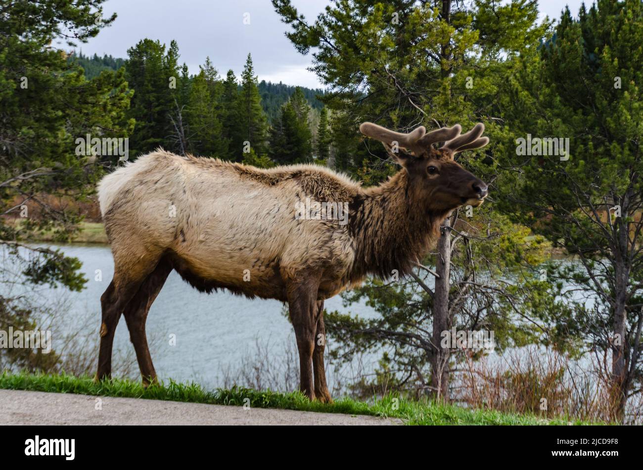 A moose eating leaves hi-res stock photography and images - Alamy