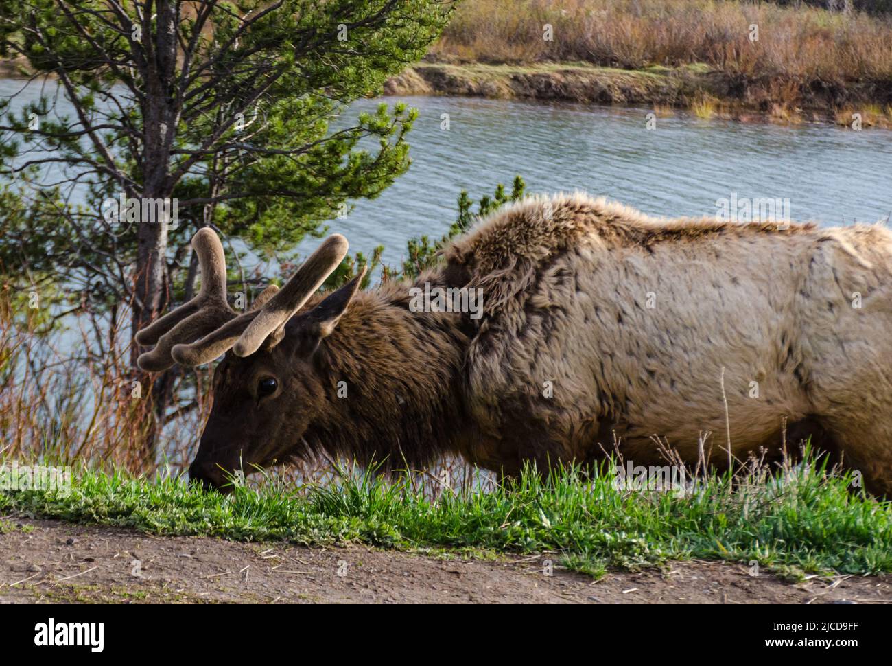 Bull Moose, a young animal eating green grass during a rain on the ...