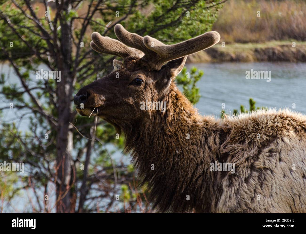 Bull Moose, a young animal eating green grass during a rain on the ...