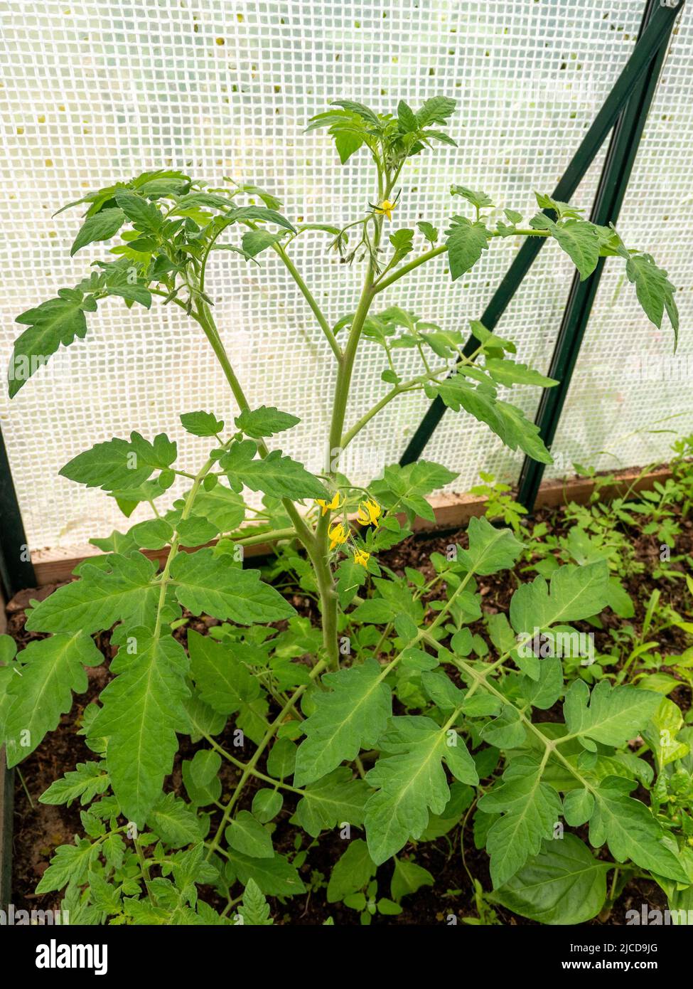Tomato seedling. Flowering tomato bushes close up Stock Photo - Alamy