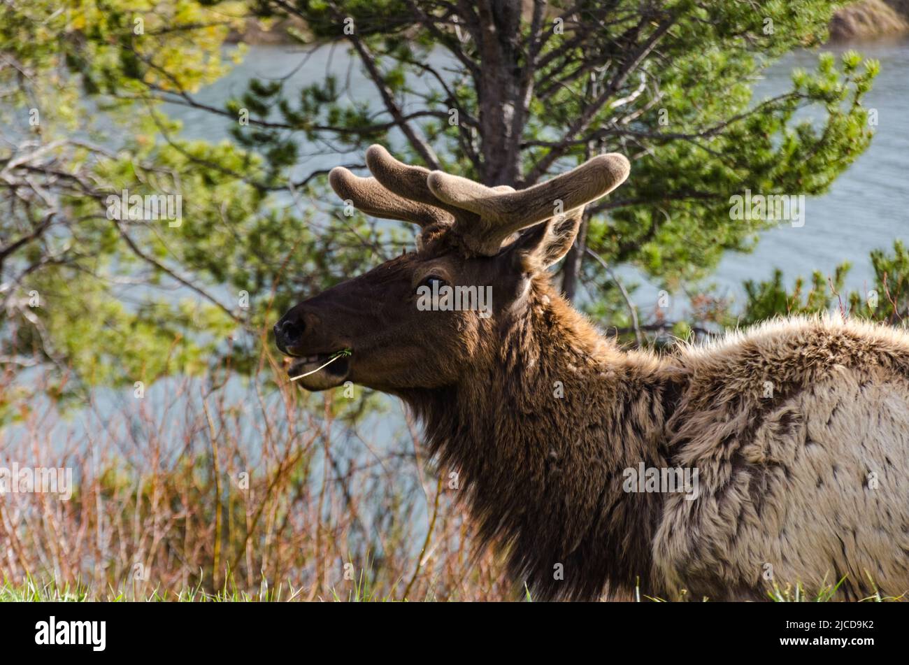 Bull Moose, a young animal eating green grass during a rain on the ...